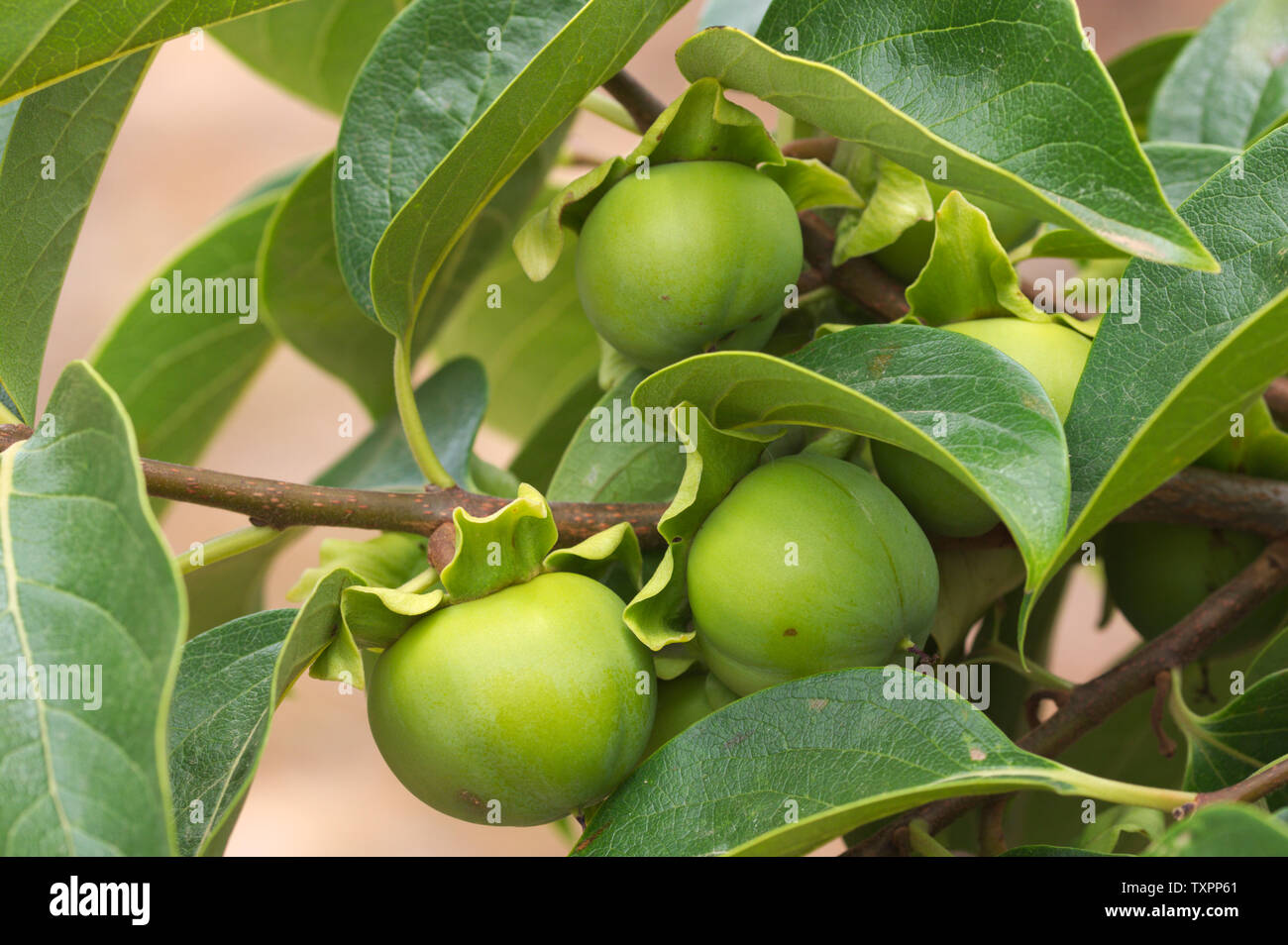 Close-up of a branch of the persimmon tree with still green fruits that ...
