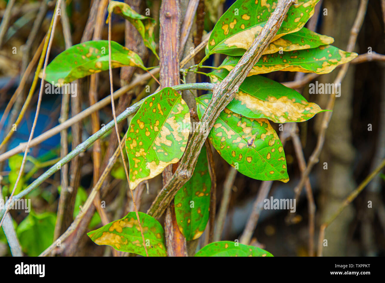 Leaf closeup Leaves that tree are injected with insecticides, Herbicide ...