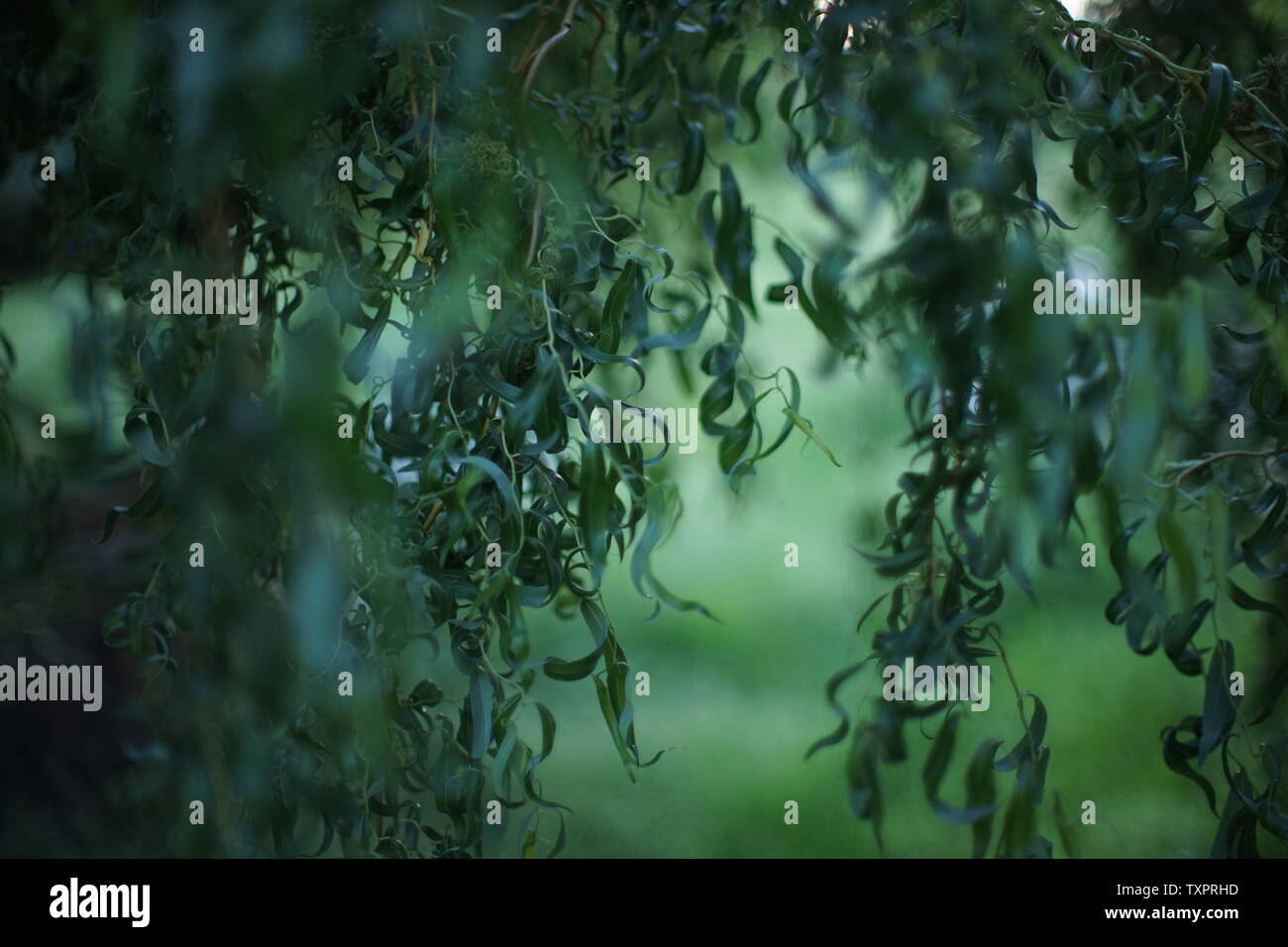 Curly willow branches hi-res stock photography and images - Alamy