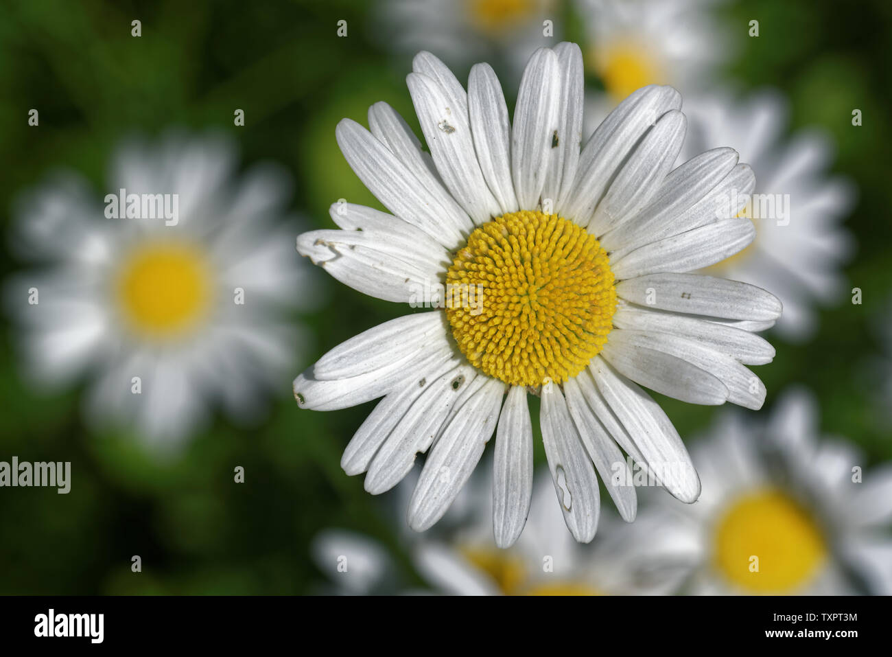 Middle of june hi-res stock photography and images - Alamy