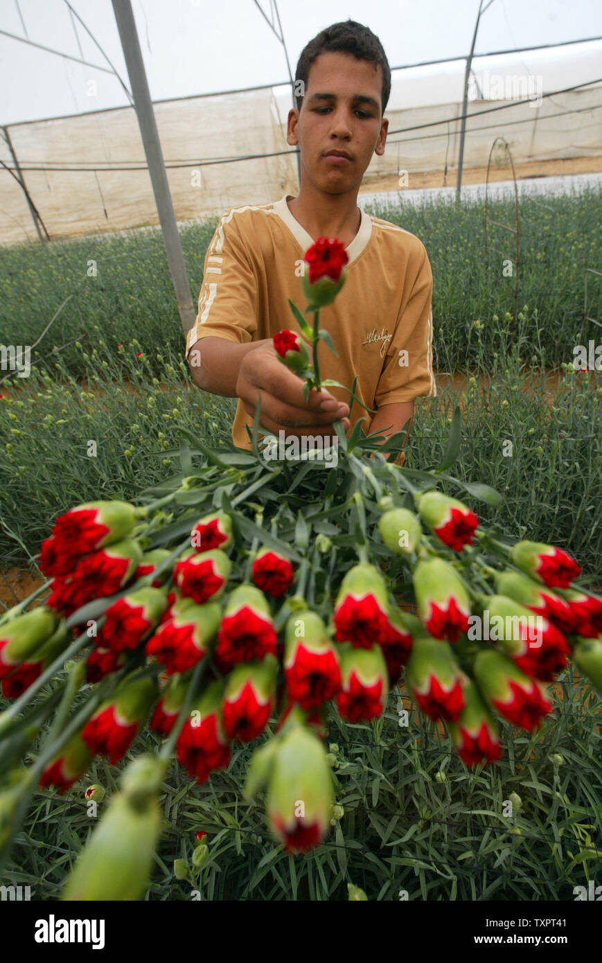 A Palestinian farmer works at a farm in Rafah, in the southern Gaza ...