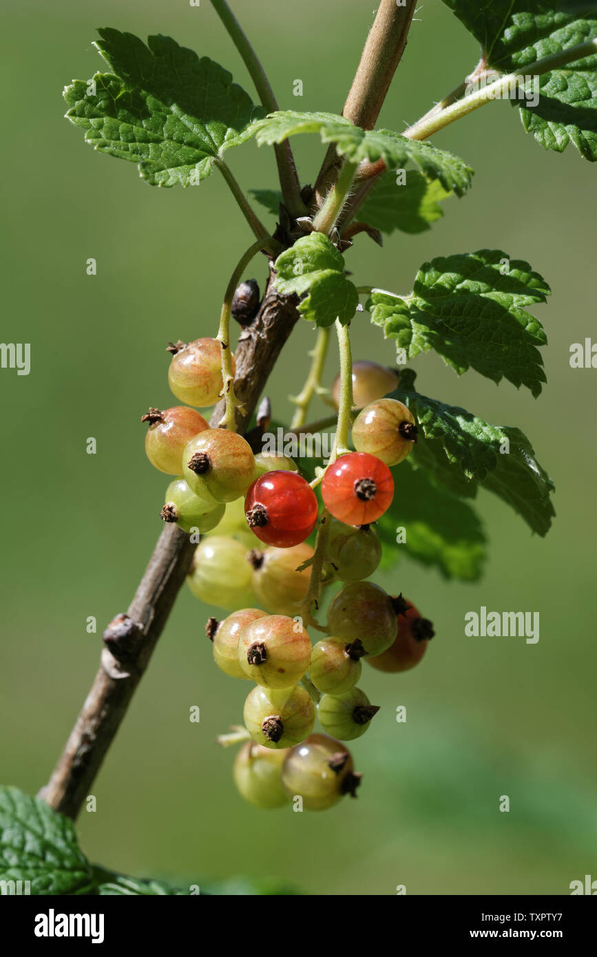 Red currant (Ribes rubrum) is a member of the genus Ribes in the ...