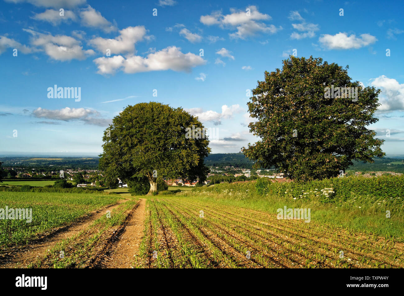 UK,Somerset,Chard,Snowdon Hill,Ploughed Field,Young Crops & Beech Trees ...