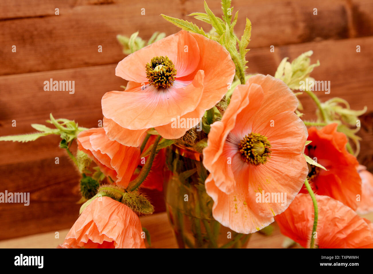 Pale pink poppies picked from the garden, in a vase against a wooden ...