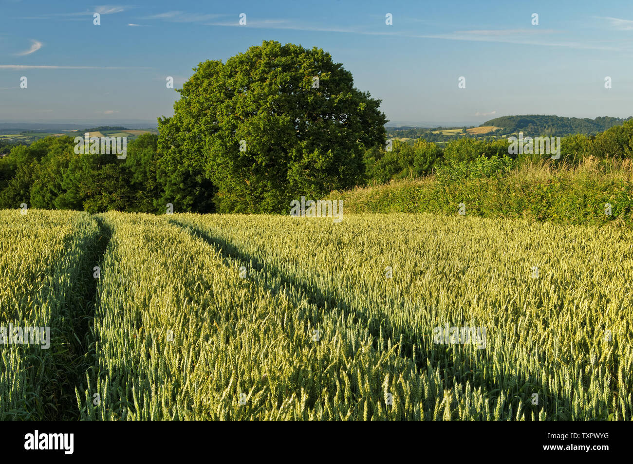 Chard Lane High Resolution Stock Photography and Images - Alamy