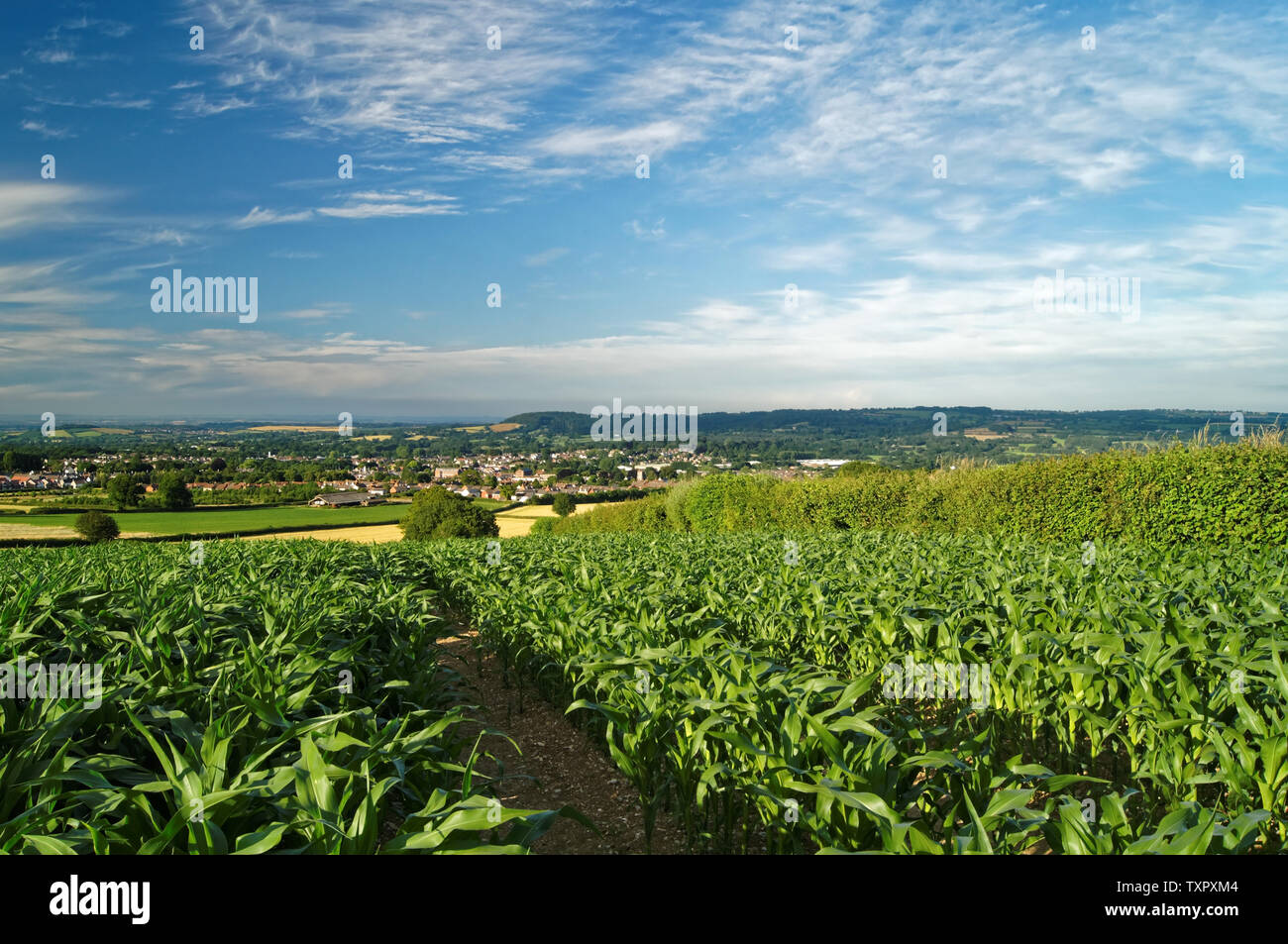 Chard town hi-res stock photography and images - Alamy