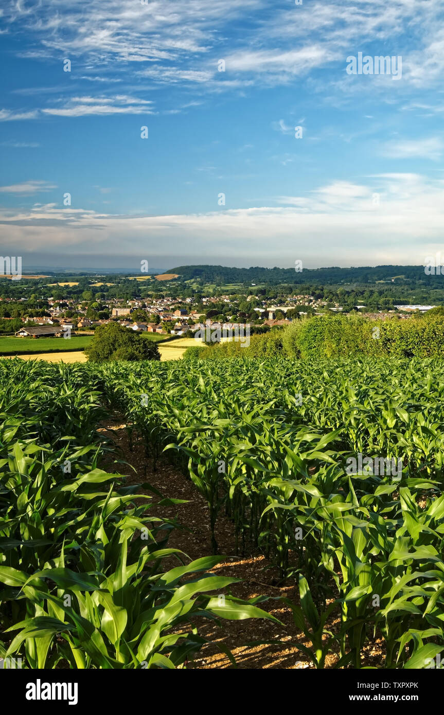 Chard Town High Resolution Stock Photography and Images - Alamy