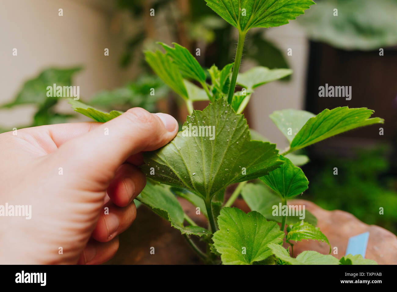 White fly plague in a green plant leave, and hand holding it Stock ...