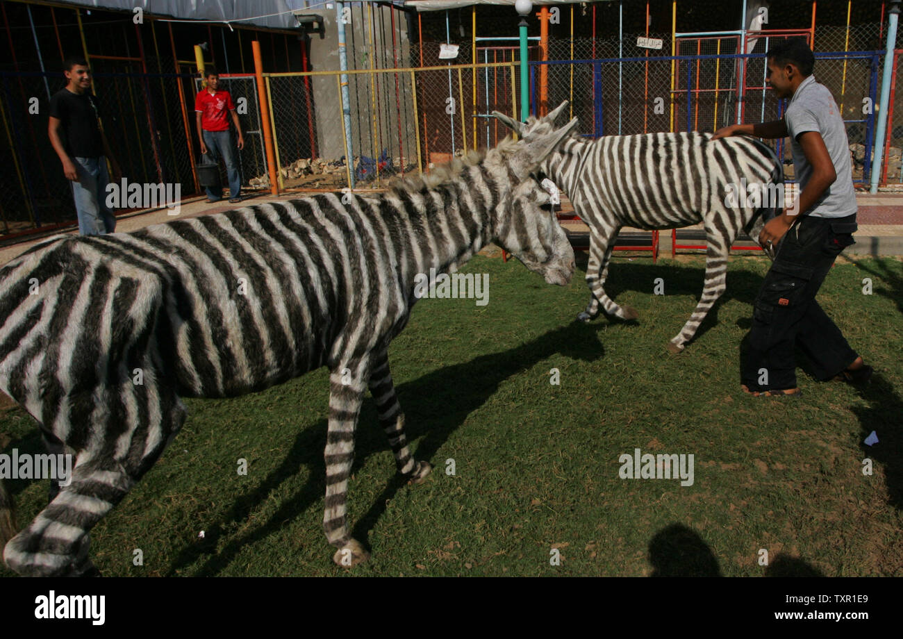 Palestinians visits donkeys, painted in a zebra-like pattern, at the ...