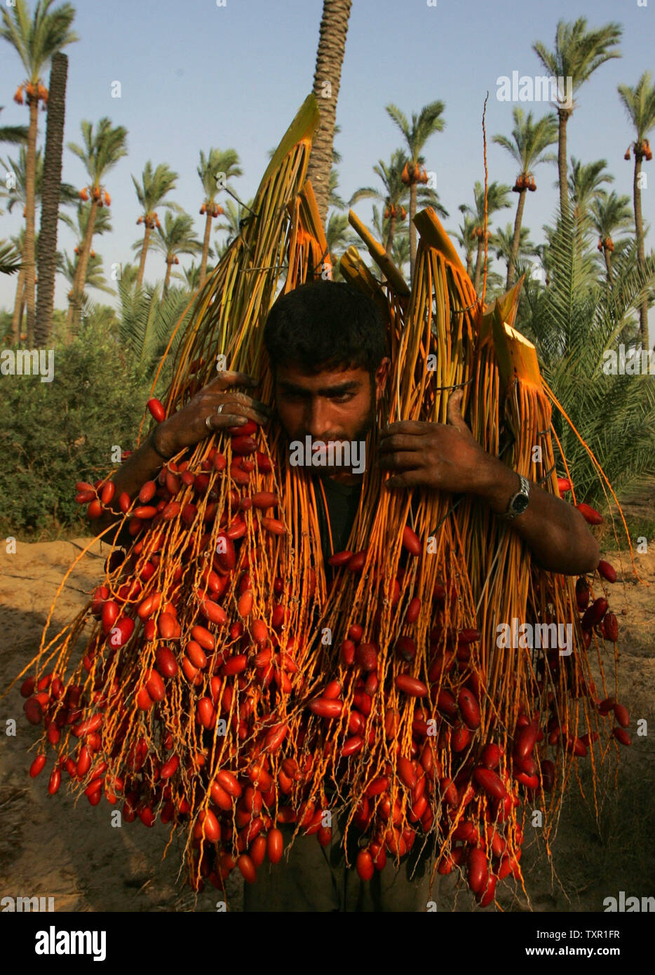 A Palestinian worker carries dates (Balah) during the harvest in Deir ...