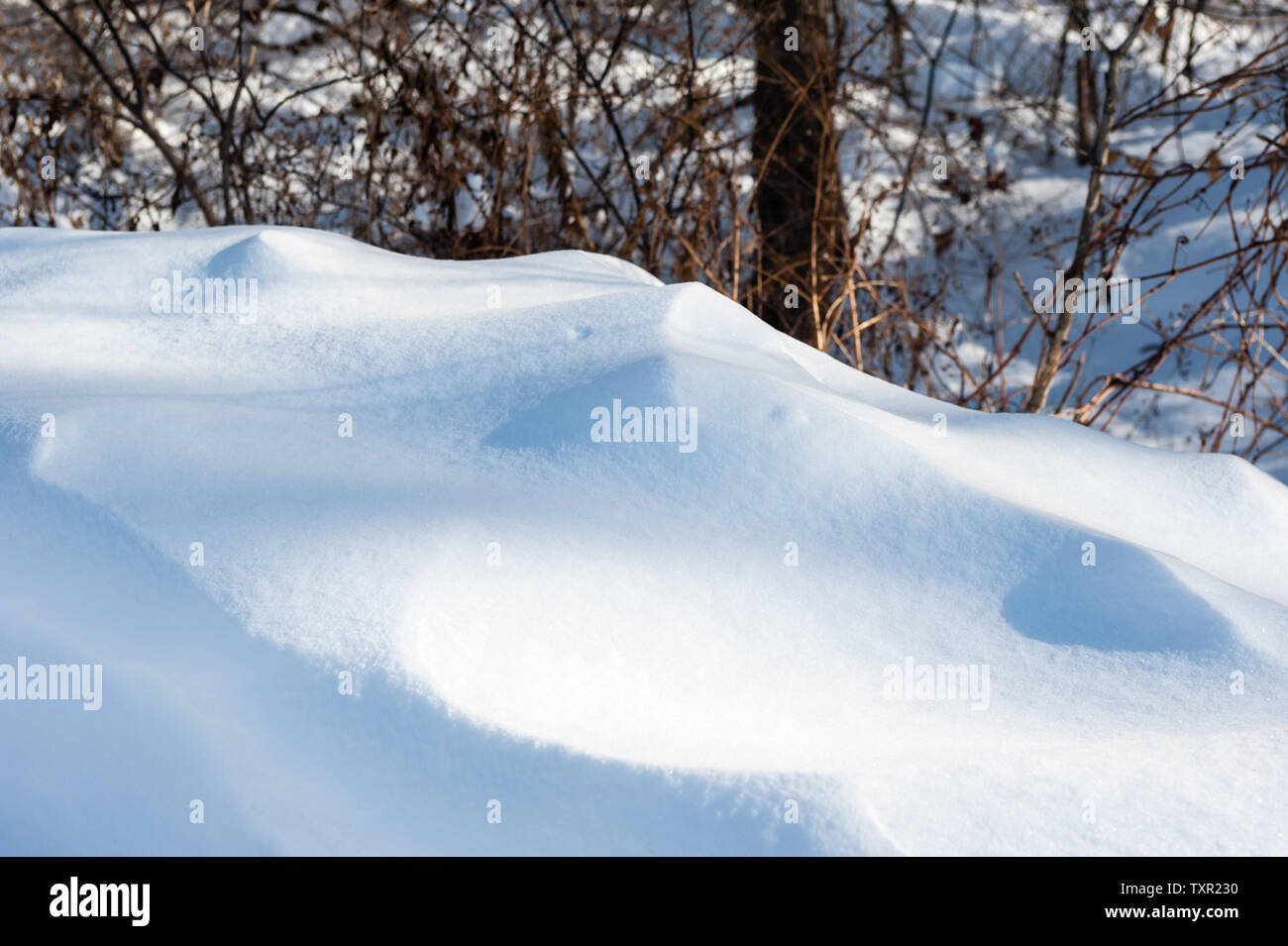 Contoured white snow drift in shadows near twigs and branches Stock ...