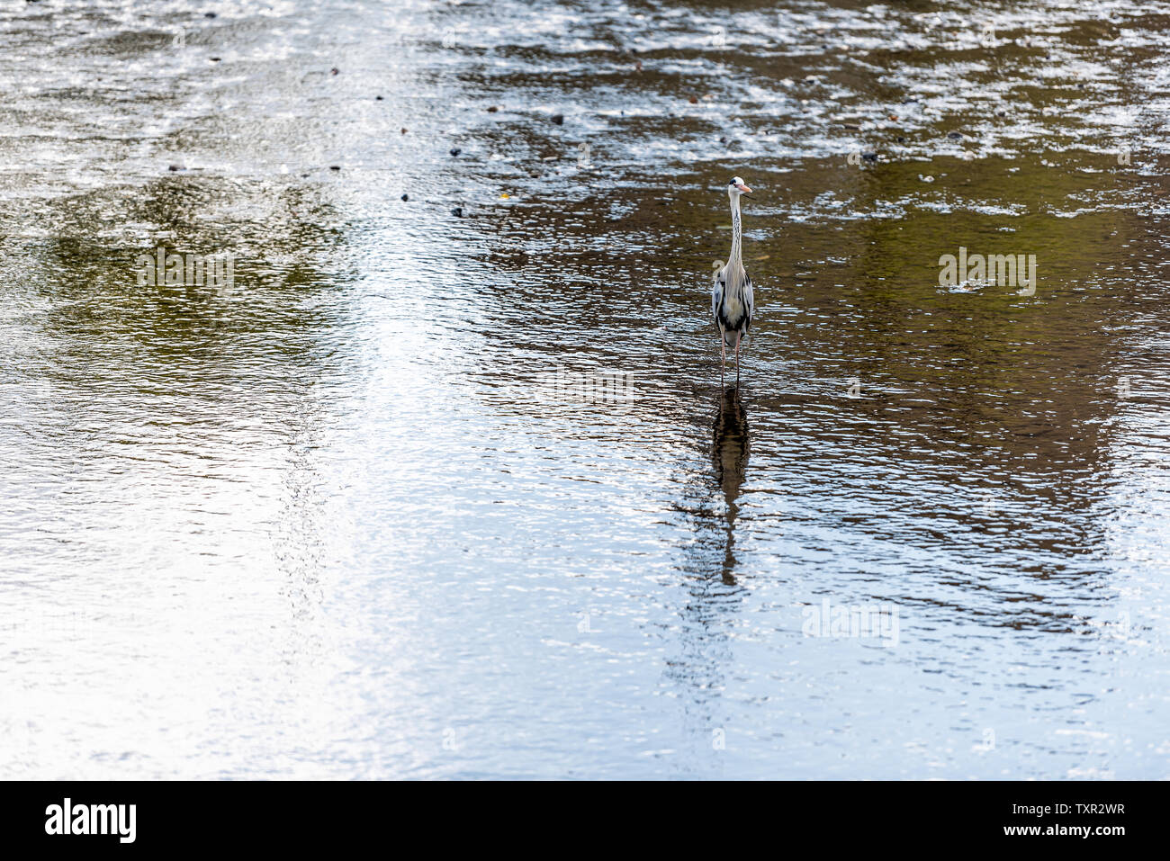 Kamo river and grey heron bird in Kyoto, Japan wading with blue ...