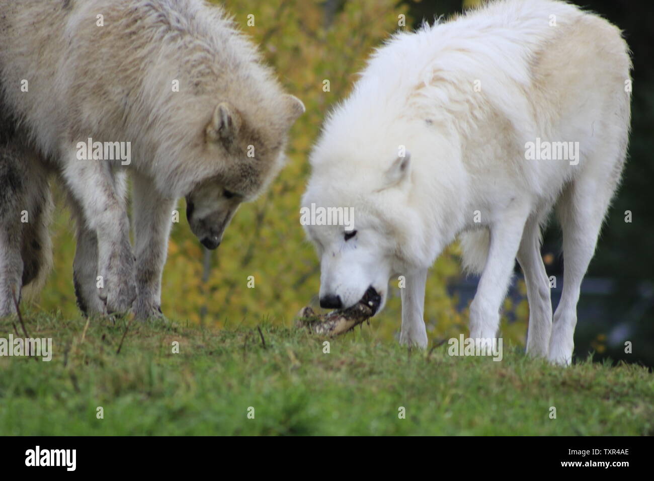 Arctic wolves (Canis lupus arctic) eating raw meat in their habitat ...