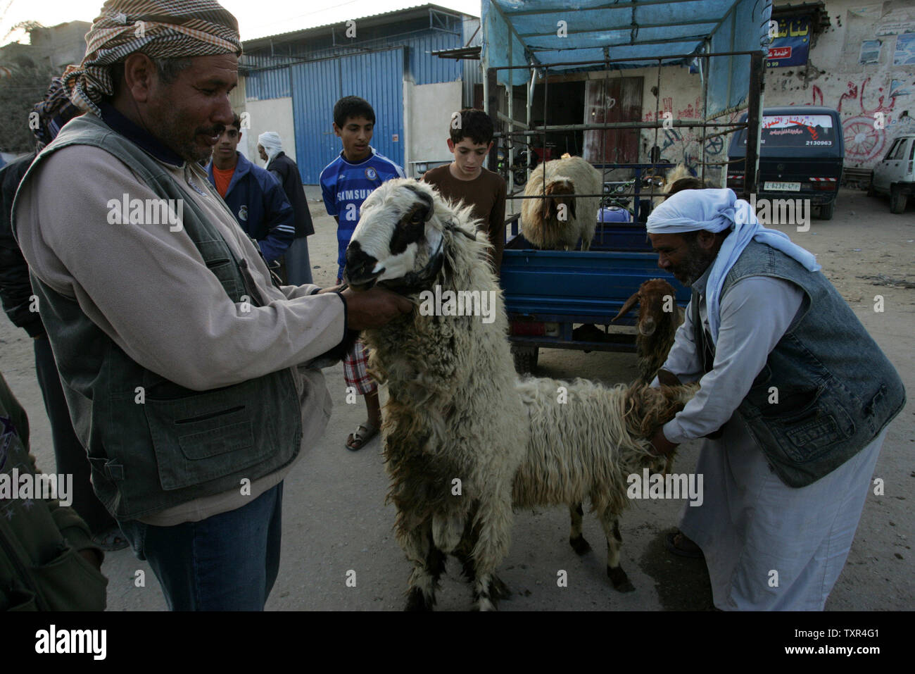 A Palestinian sheep vendor shows his livestock to buyers one day before ...