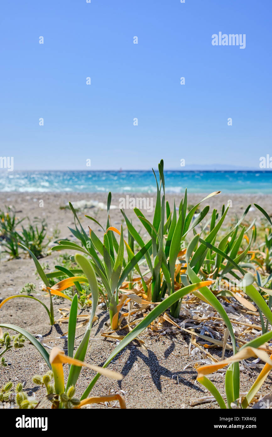 Plants growing on sandy beach hi-res stock photography and images - Alamy