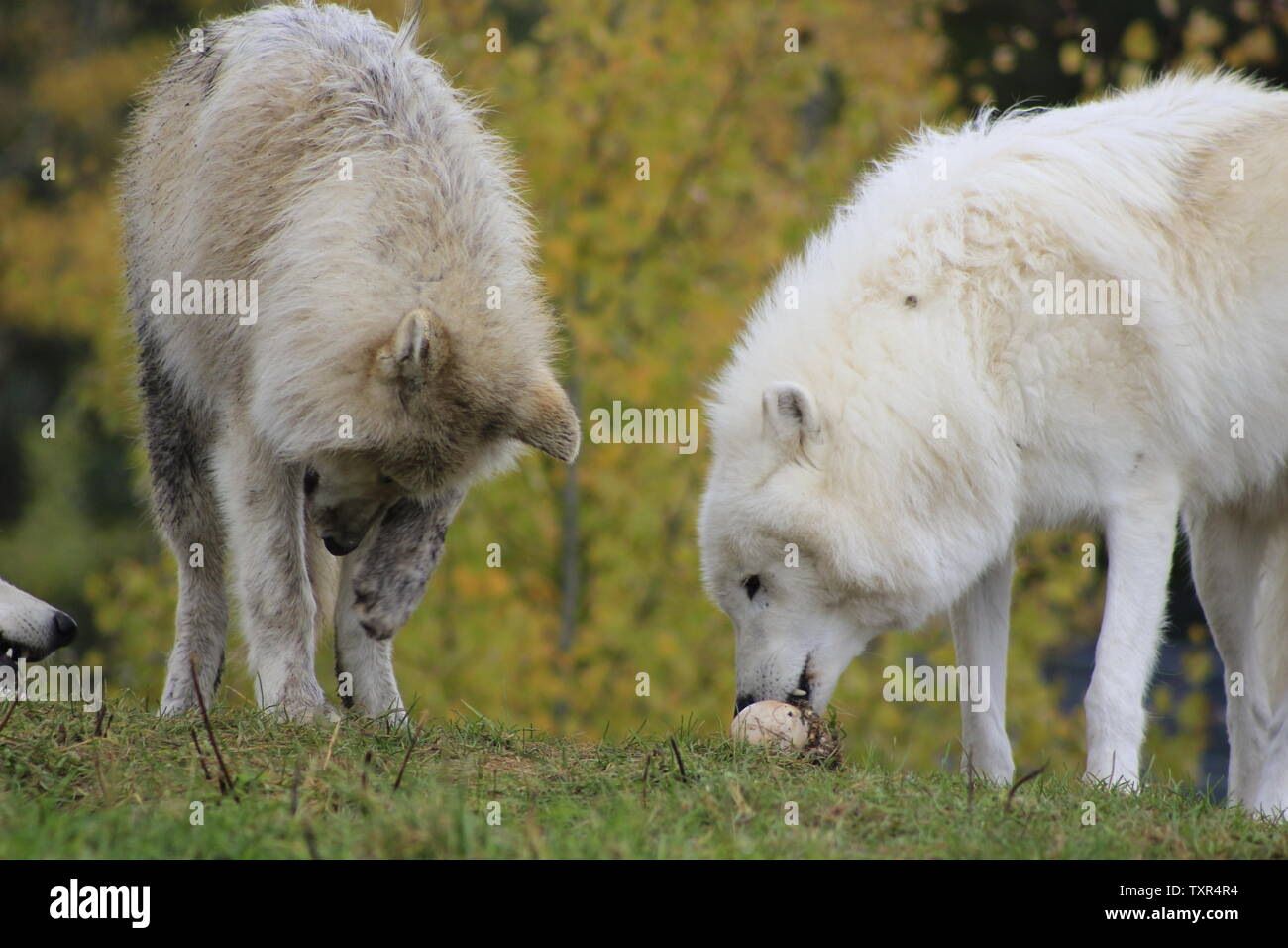Alaskan Tundra Wolf Eating