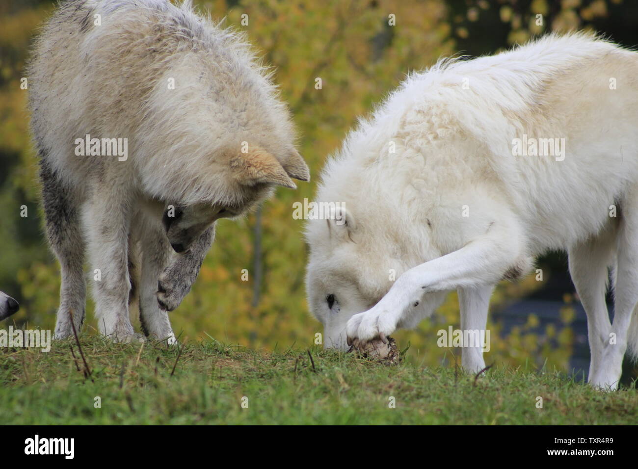 Arctic wolves (Canis lupus arctic) eating raw meat in their habitat ...
