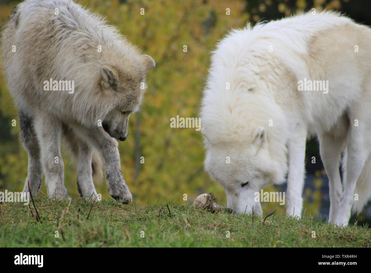 Arctic Wolf Eating High Resolution Stock Photography and Images - Alamy