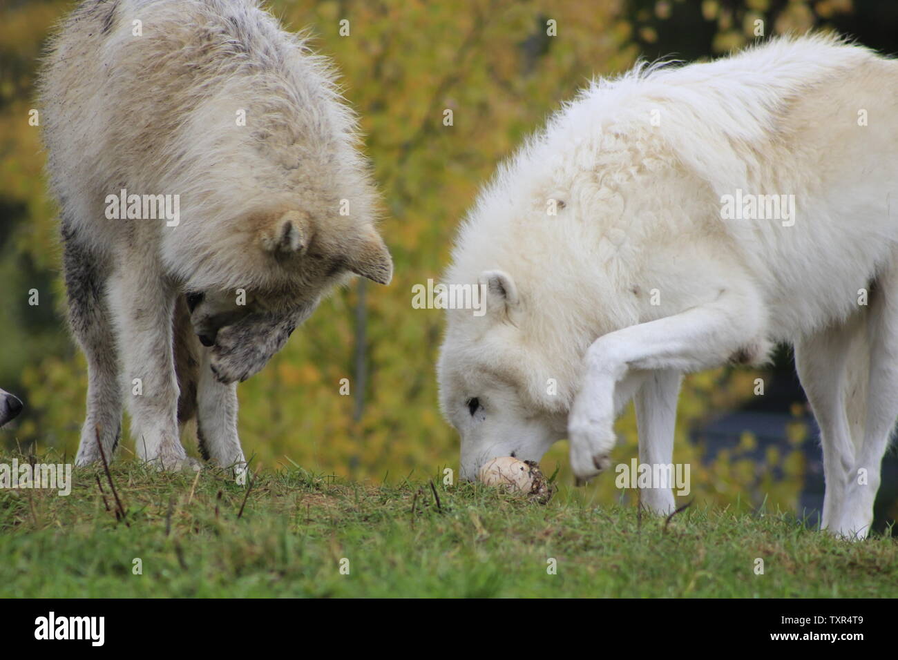 Arctic Wolves High Resolution Stock Photography and Images - Alamy