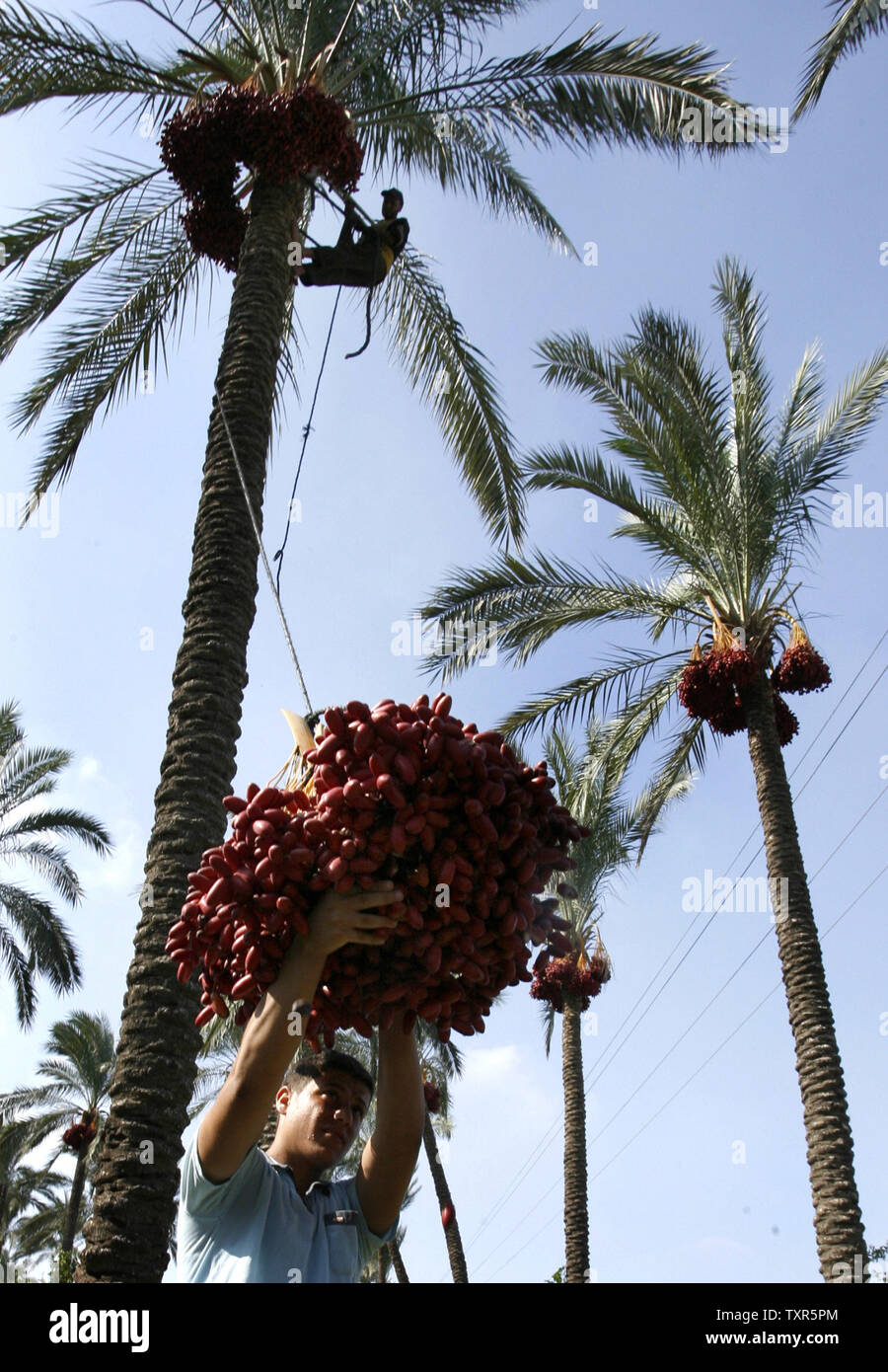 Date bunch harvesting hi-res stock photography and images - Alamy