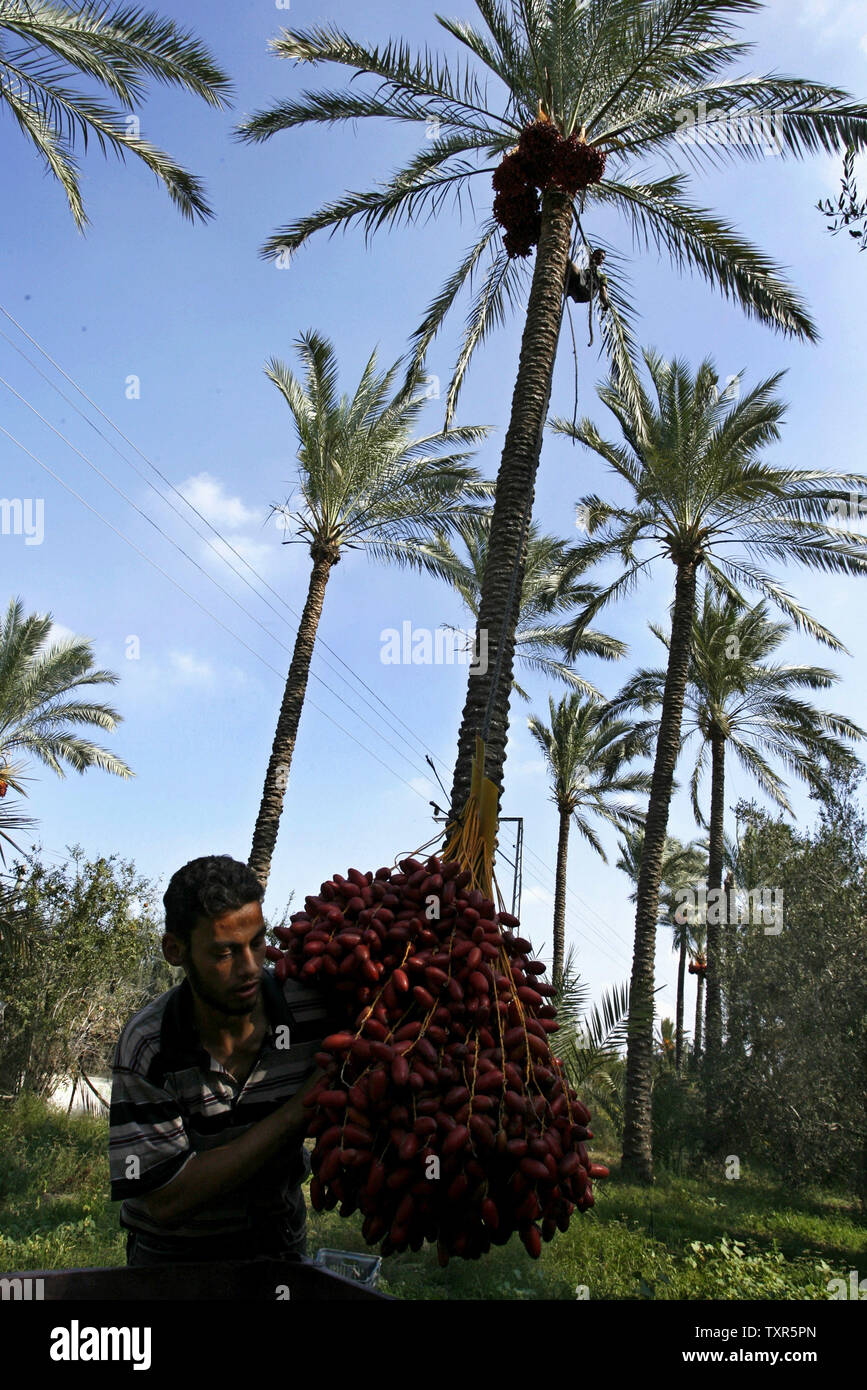 Date bunch harvesting hi-res stock photography and images - Alamy