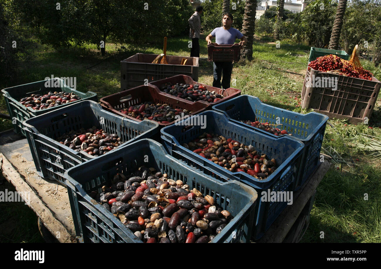 A Palestinian worker carries dates (Balah) during the harvest in Khan ...