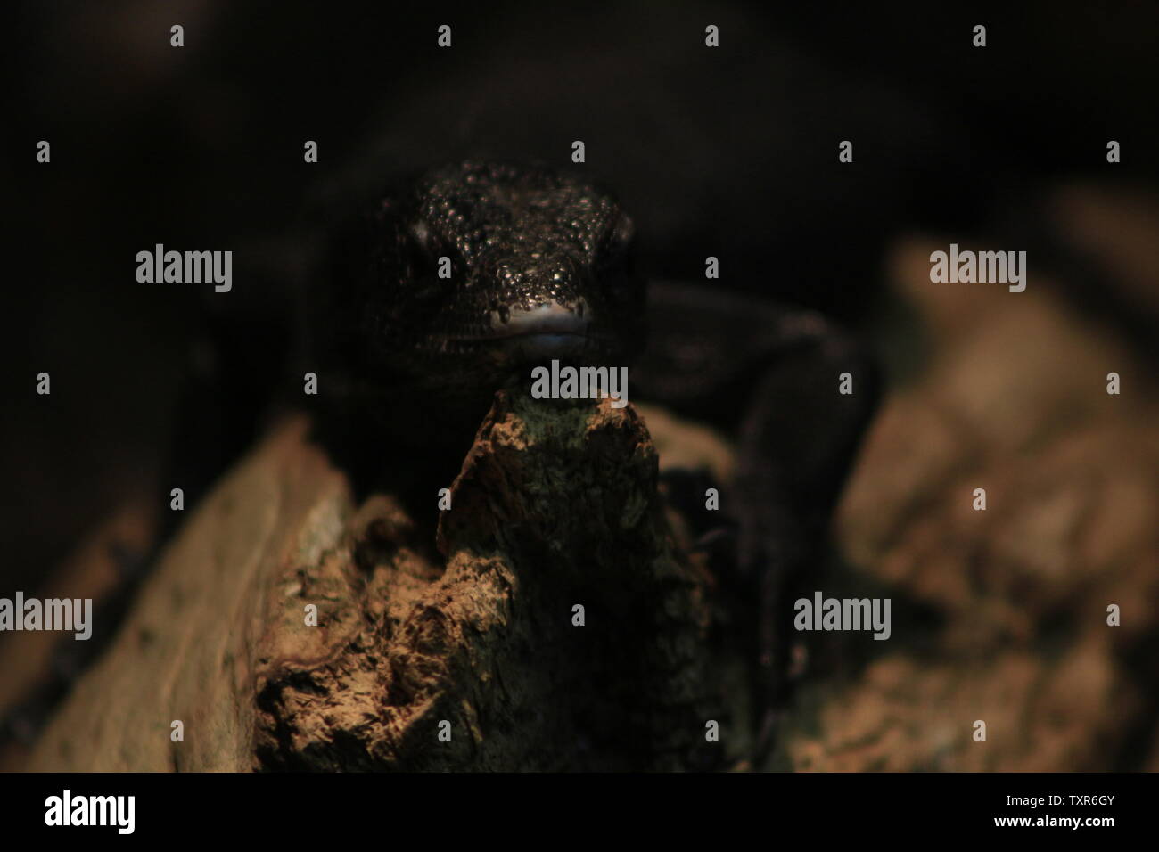 Varanus beccarii, also known as Black Tree Monitor Stock Photo - Alamy
