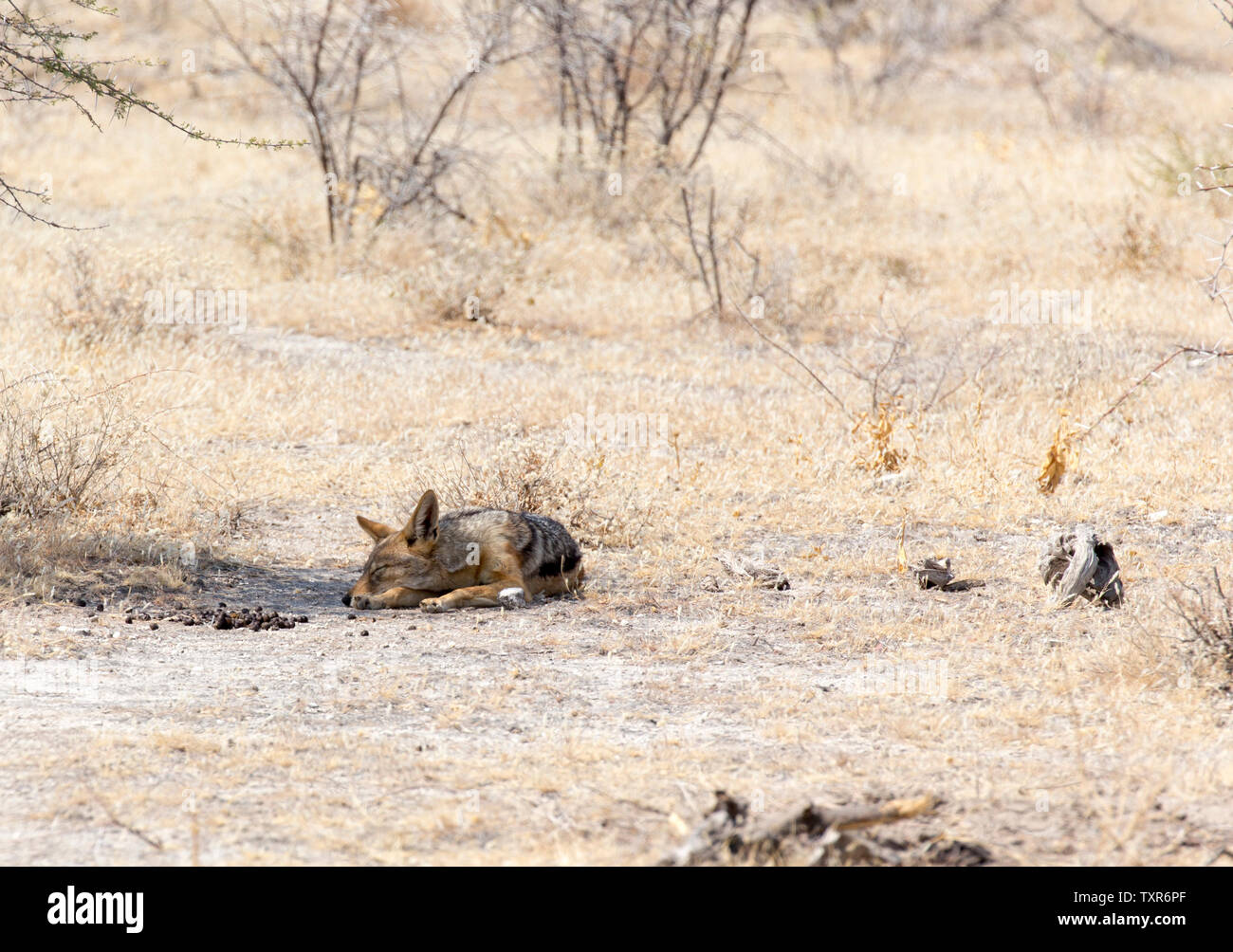 A black backed jackal sleeping in Namibia park Stock Photo - Alamy