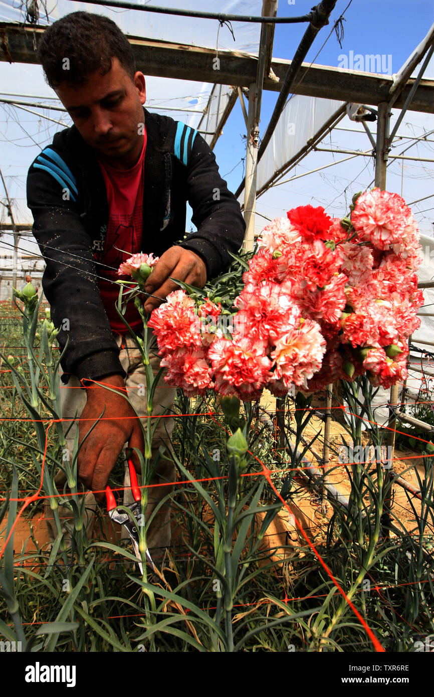 A Palestinian farmers works at a flower farm in Rafah in the southern ...