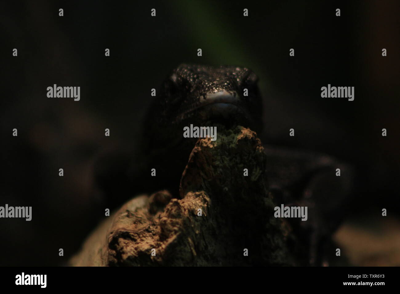 Varanus beccarii, also known as Black Tree Monitor Stock Photo - Alamy