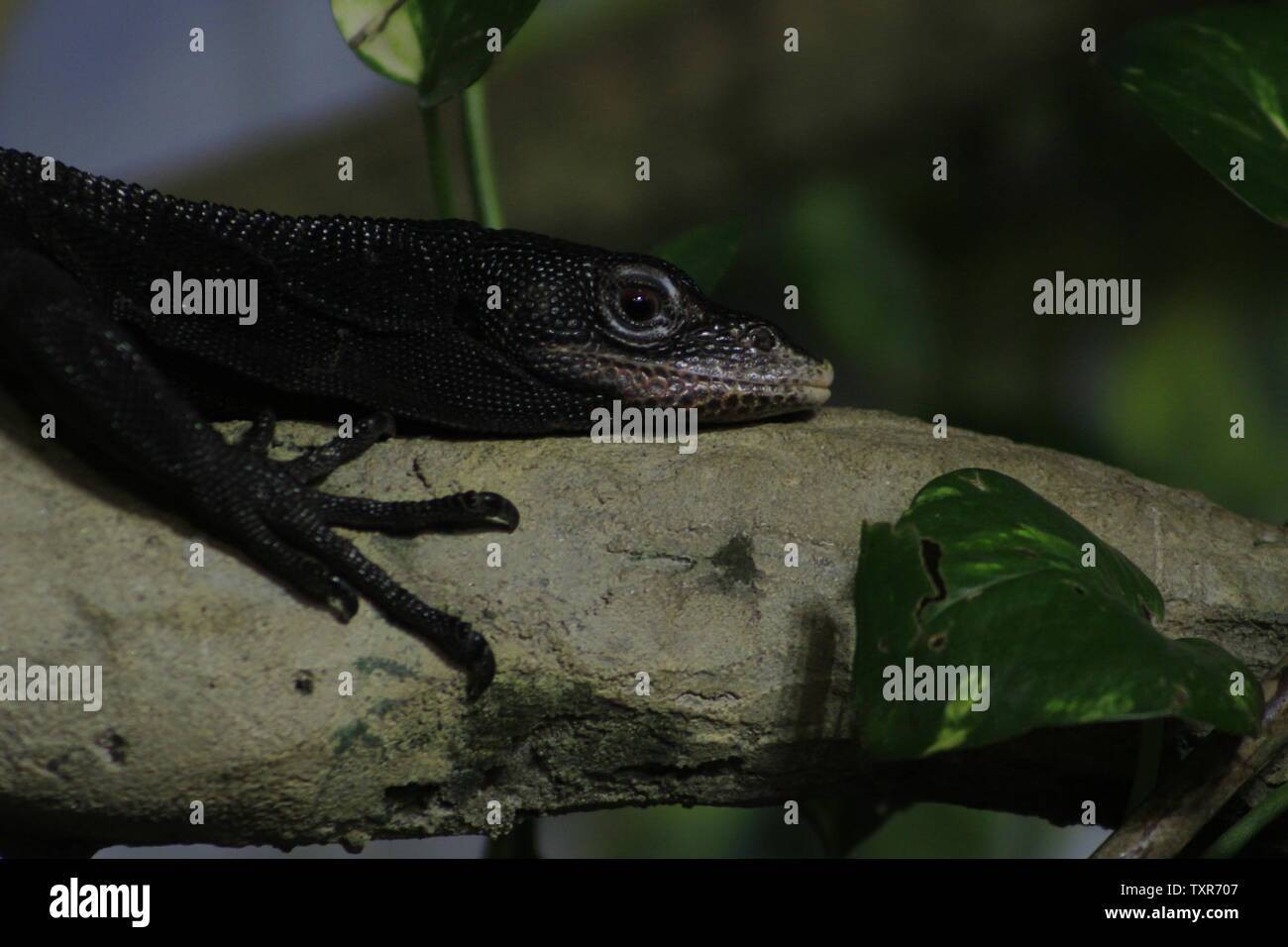 Black Tree Monitor Size