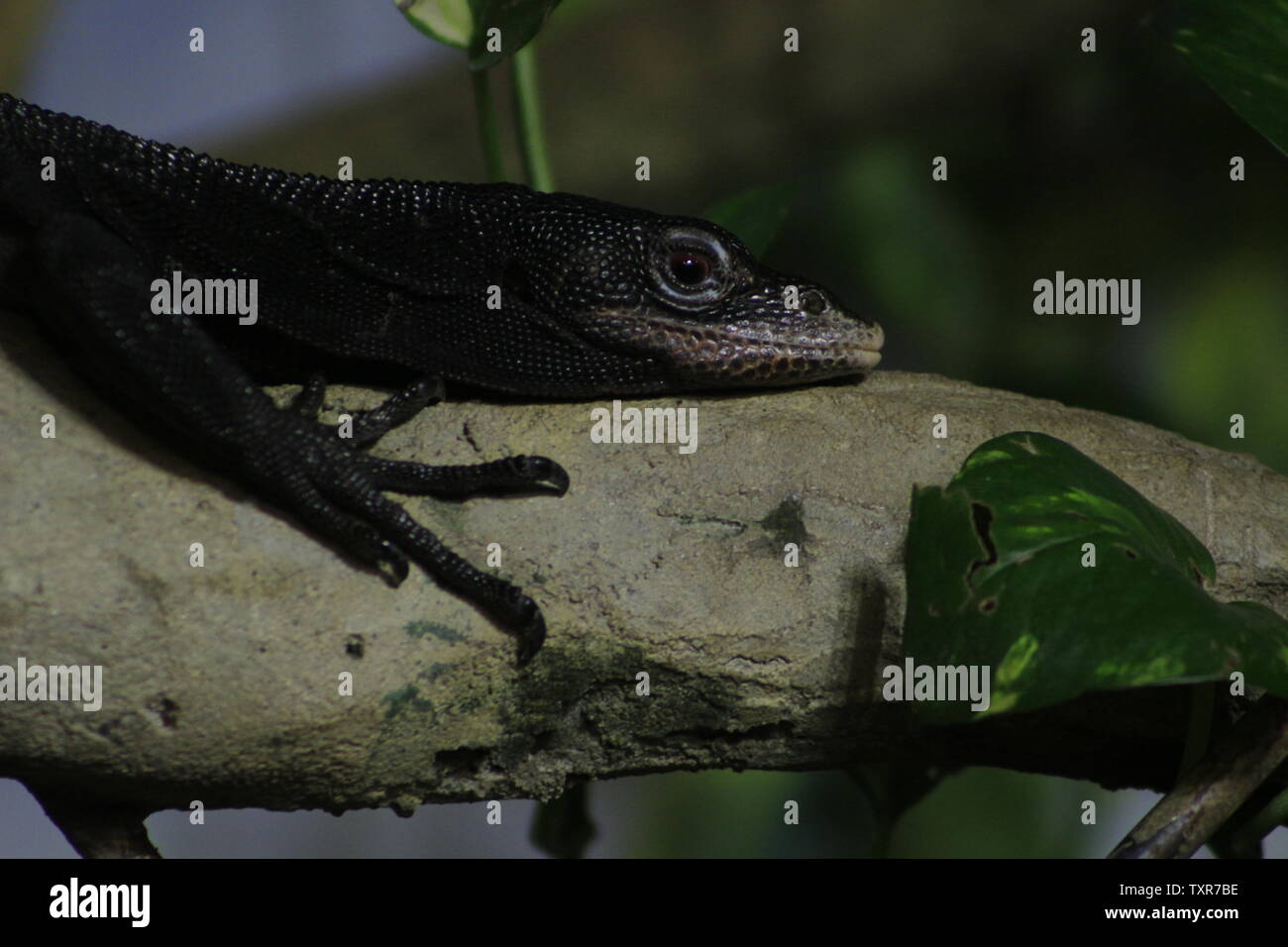 Full Grown Black Tree Monitor