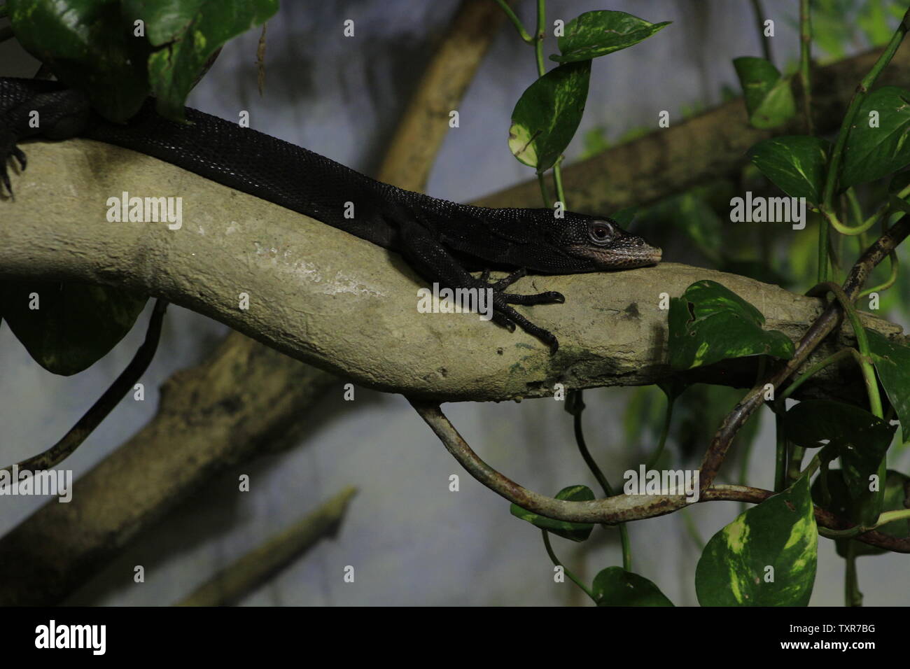 Varanus beccarii, also known as Black Tree Monitor Stock Photo - Alamy