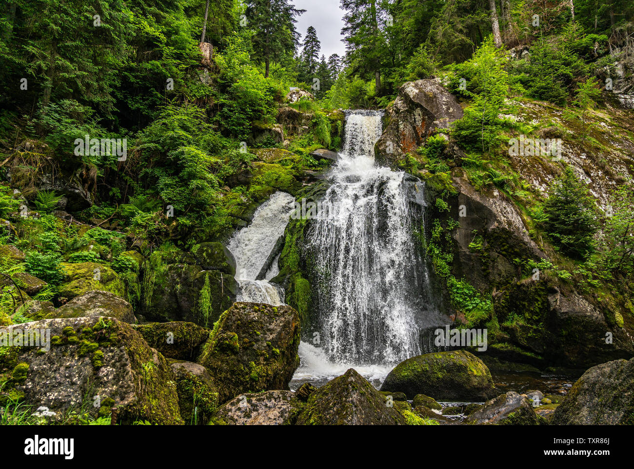 the waterfall cascade of triberg in the black forest, germany Stock ...