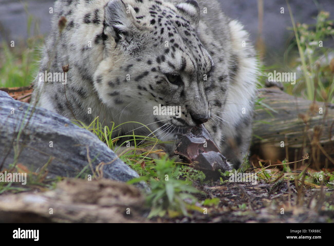Frontal Portrait of Snow Leopard in Snow Stock Photo - Alamy