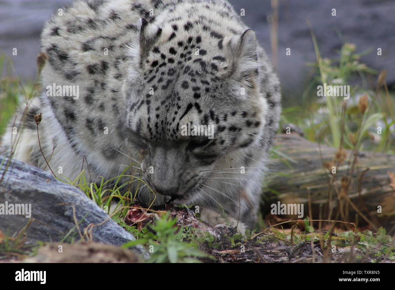 Female leopard alone in hi-res stock photography and images - Alamy