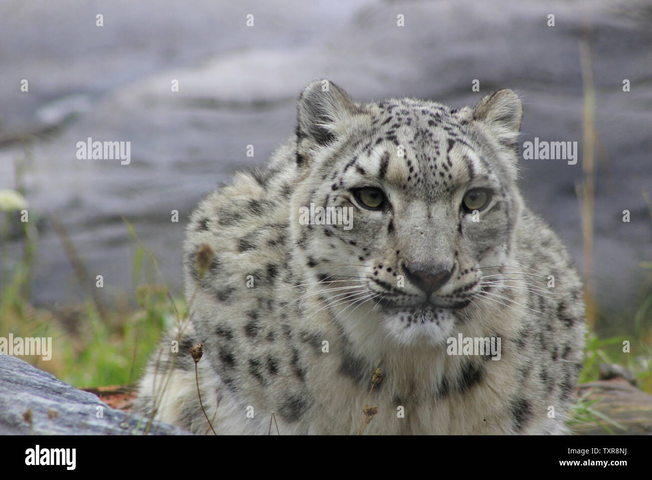 China fauna snow leopard snow leopard hi-res stock photography and ...