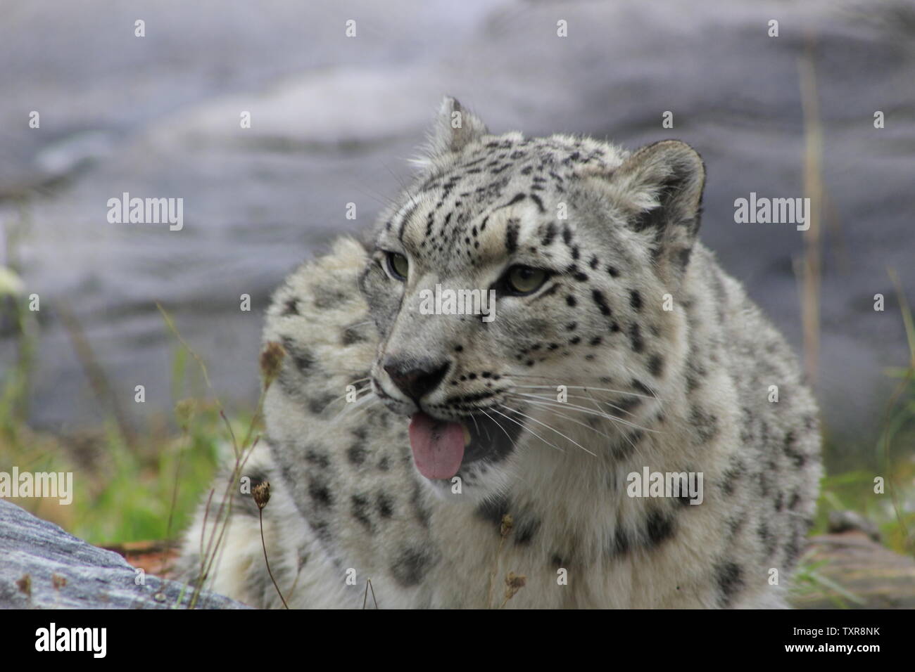 China fauna snow leopard snow leopard hi-res stock photography and ...