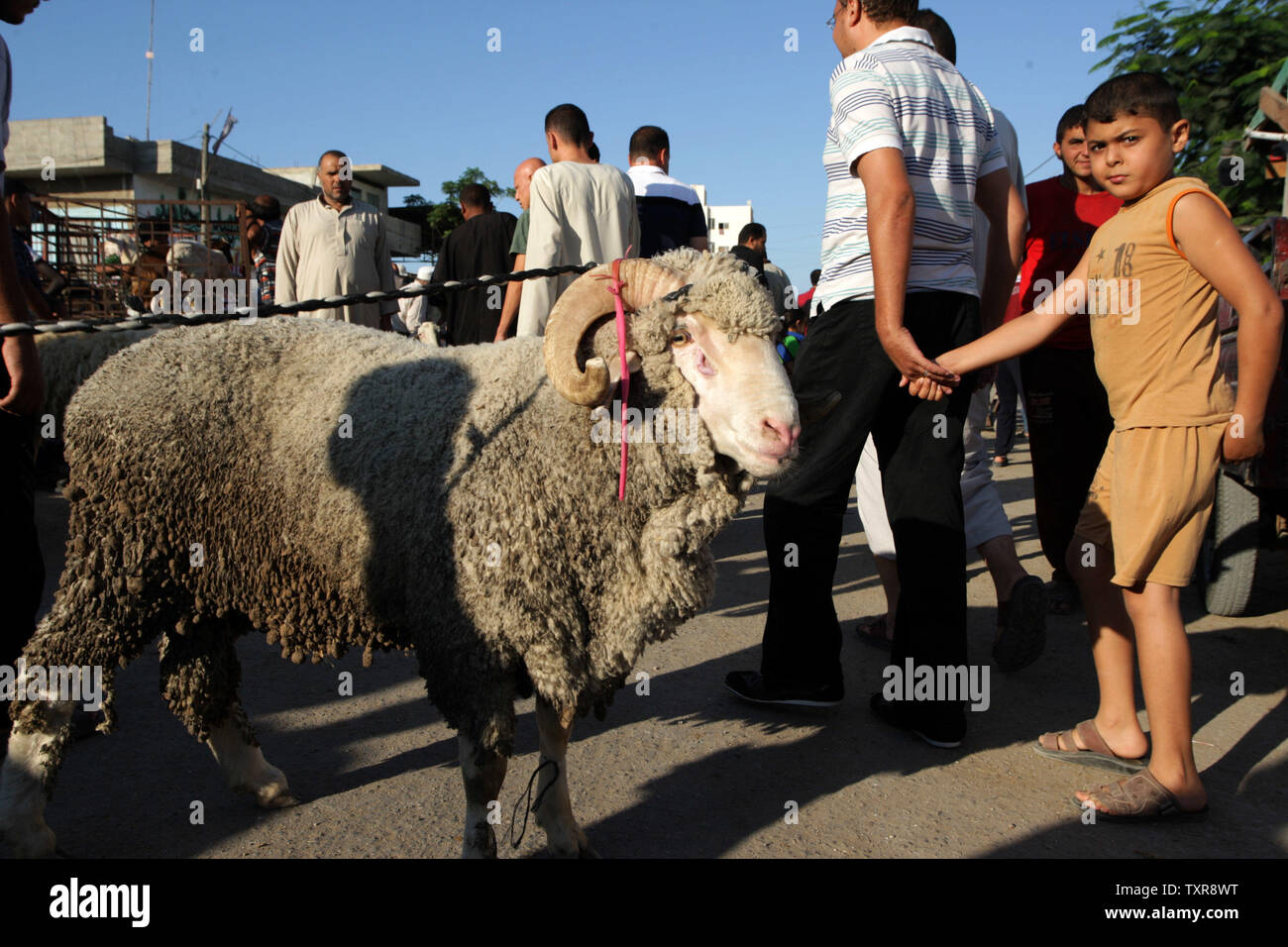 A Palestinian sheep vendor shows his livestock to buyers one day before ...