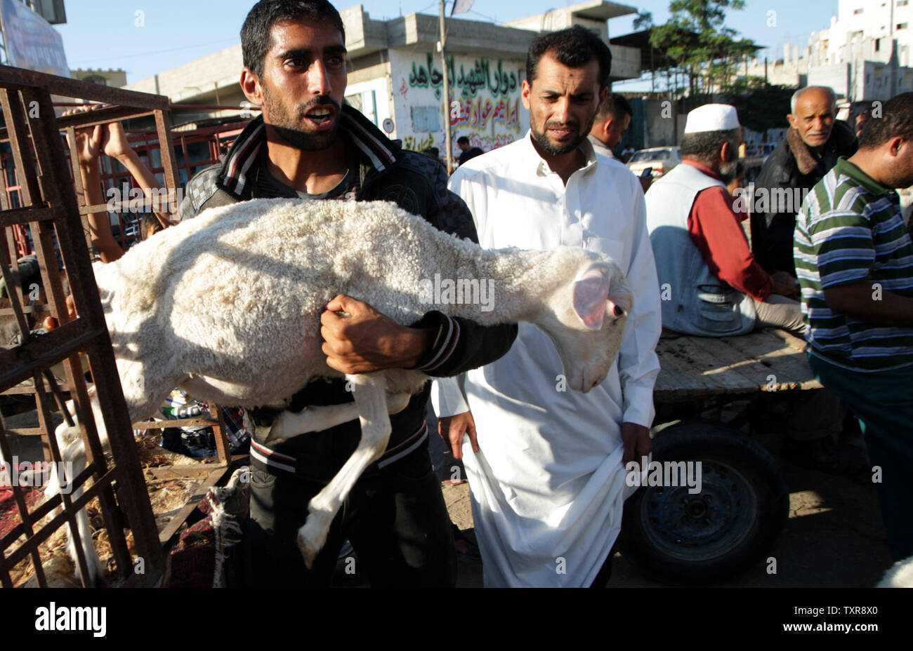 A Palestinian sheep vendor shows his livestock to buyers one day before ...