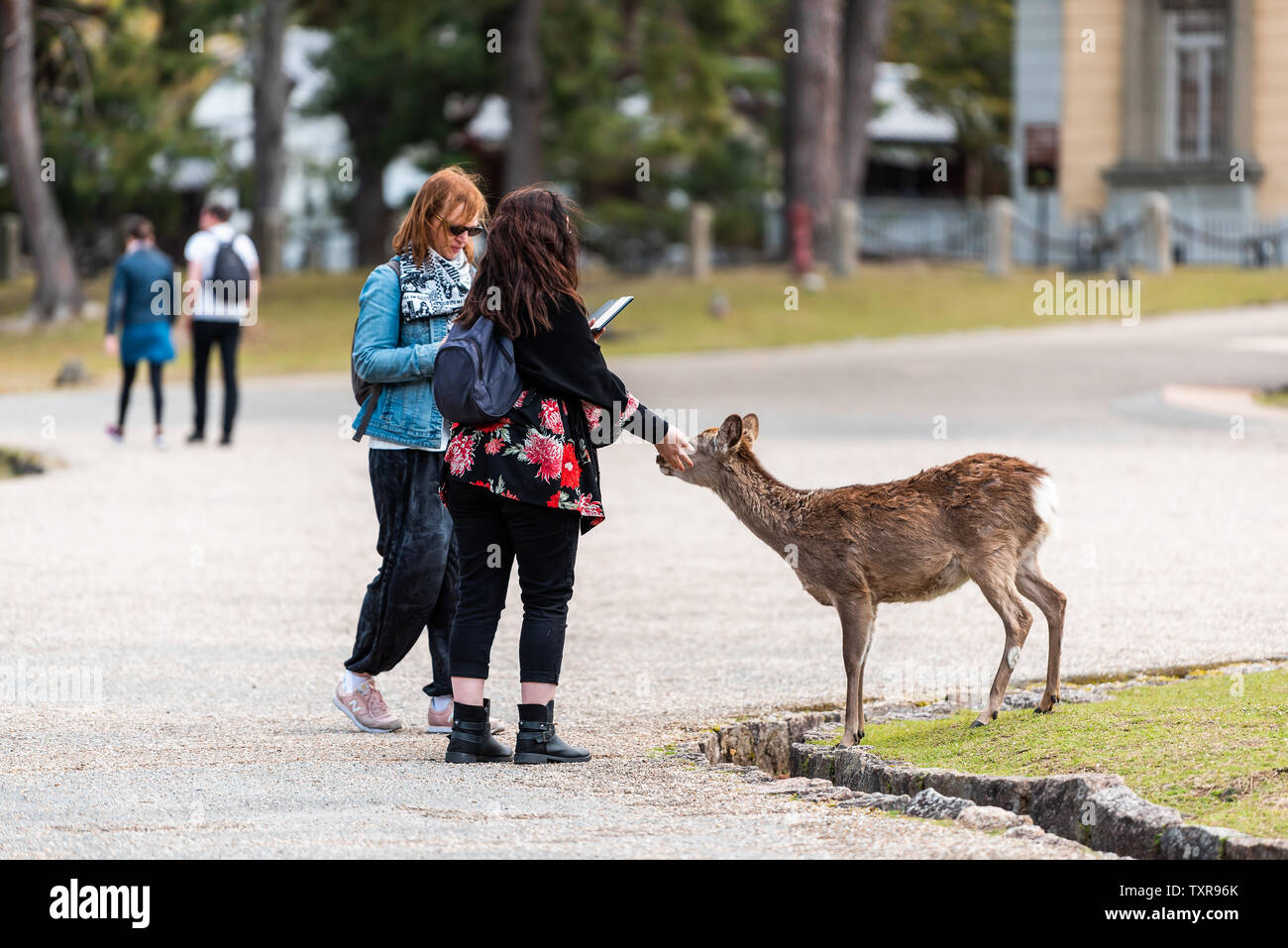 Candid deer hi-res stock photography and images - Alamy