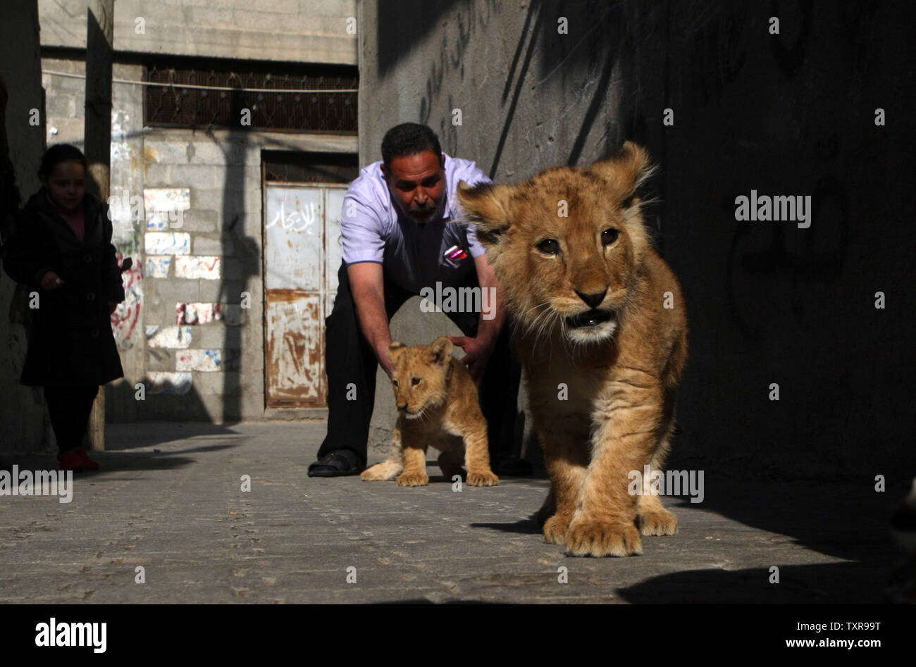 Palestinian Saad al-Jamal, plays with two lion cubs outside his family ...