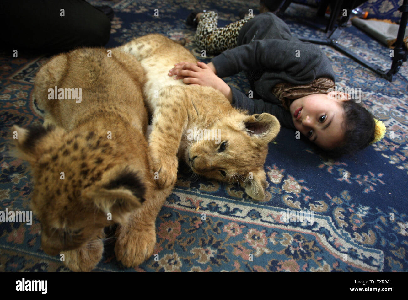 The grandchild of Palestinian Saad al-Jamal, play with lion cubs inside ...