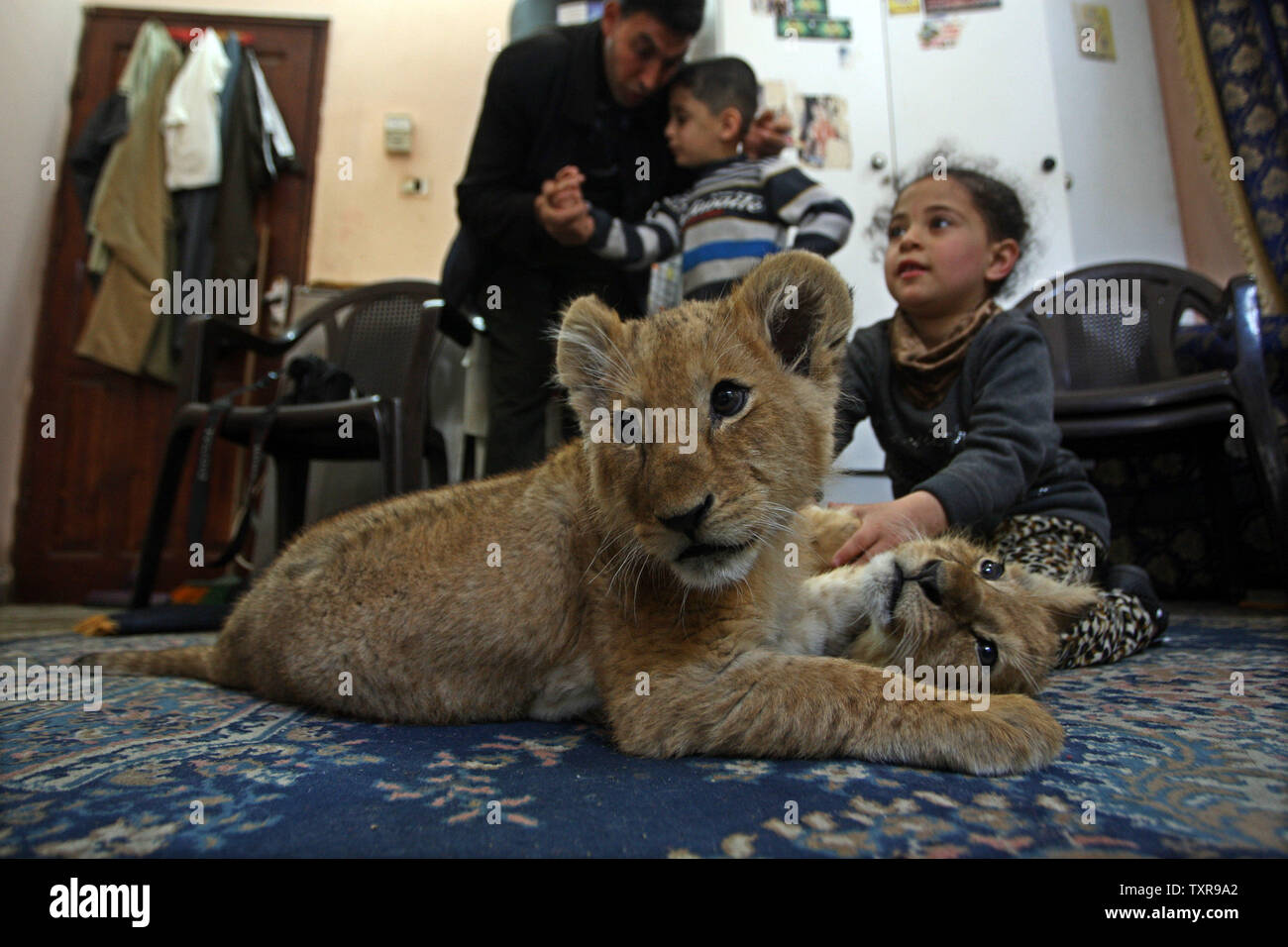 The grandchild of Palestinian Saad al-Jamal, play with a lion cub ...