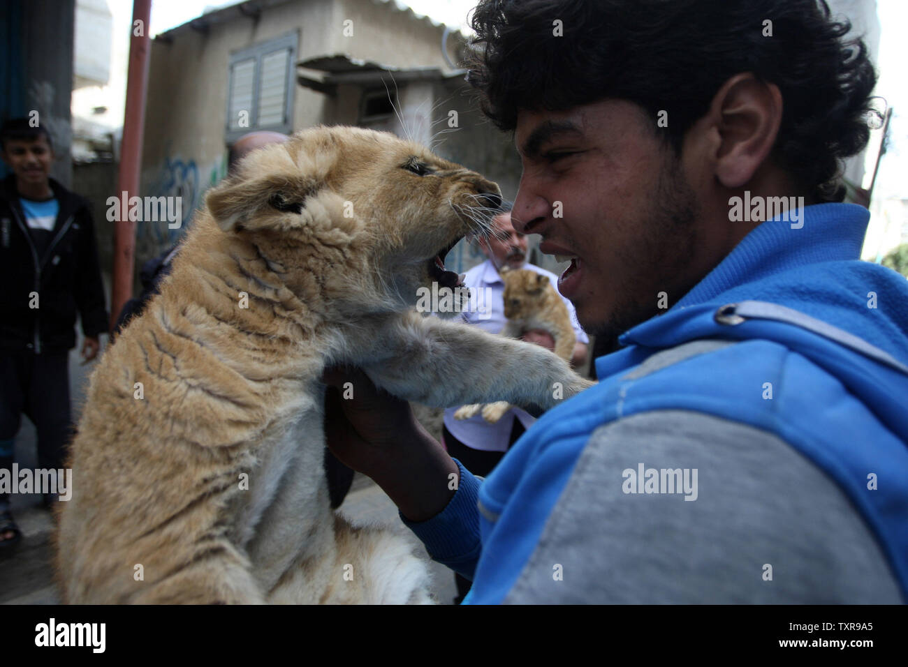 The grandchild of Palestinian Saad al-Jamal, play with a lion cub ...