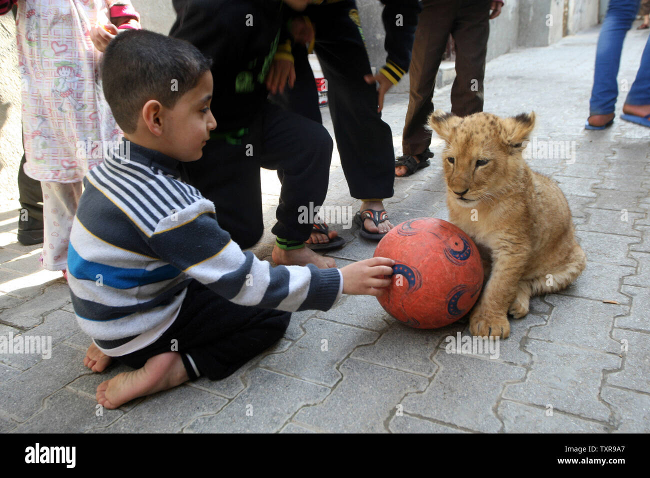 The grandchild of Palestinian Saad al-Jamal, play with a lion cub ...