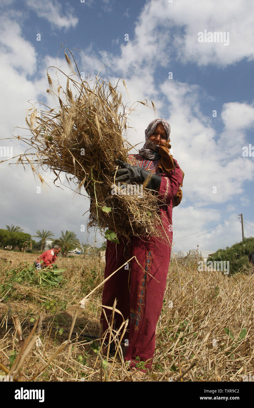 Palestinian farmer Amina Shaer collects wheat during the annual harvest ...