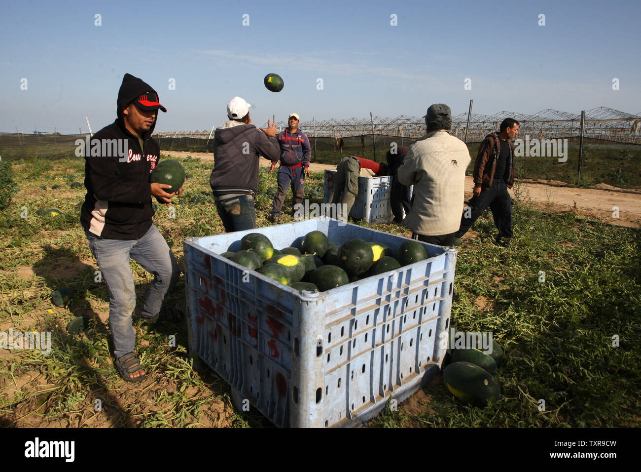 Palestinian farmers harvest watermelons at a former Jewish settlement ...