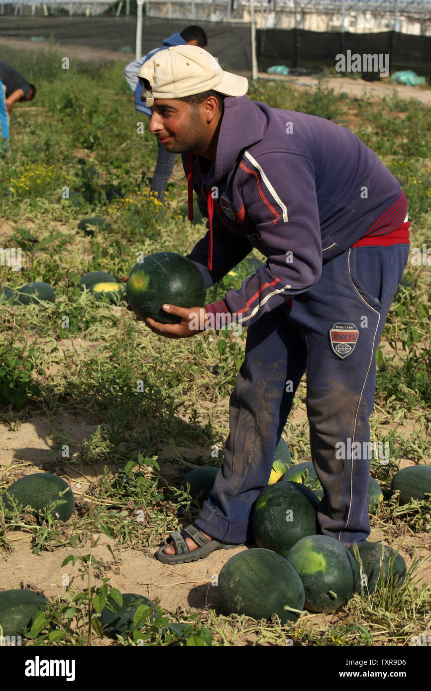 A Palestinian farmer collects watermelon, during watermelons harvest at ...