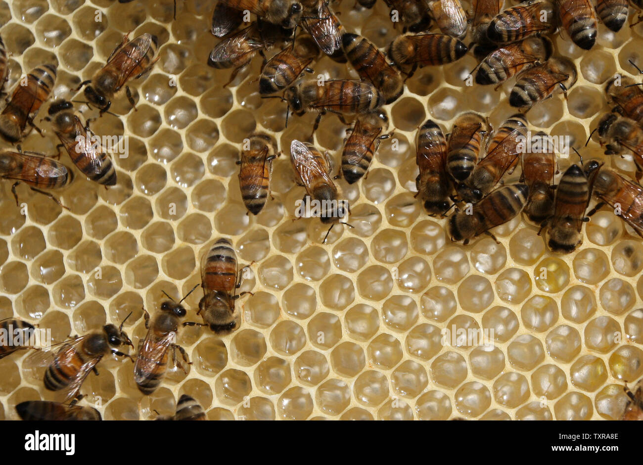 Rack of honey-bees at an apiary in El-Bureij, in the central Gaza Strip ...